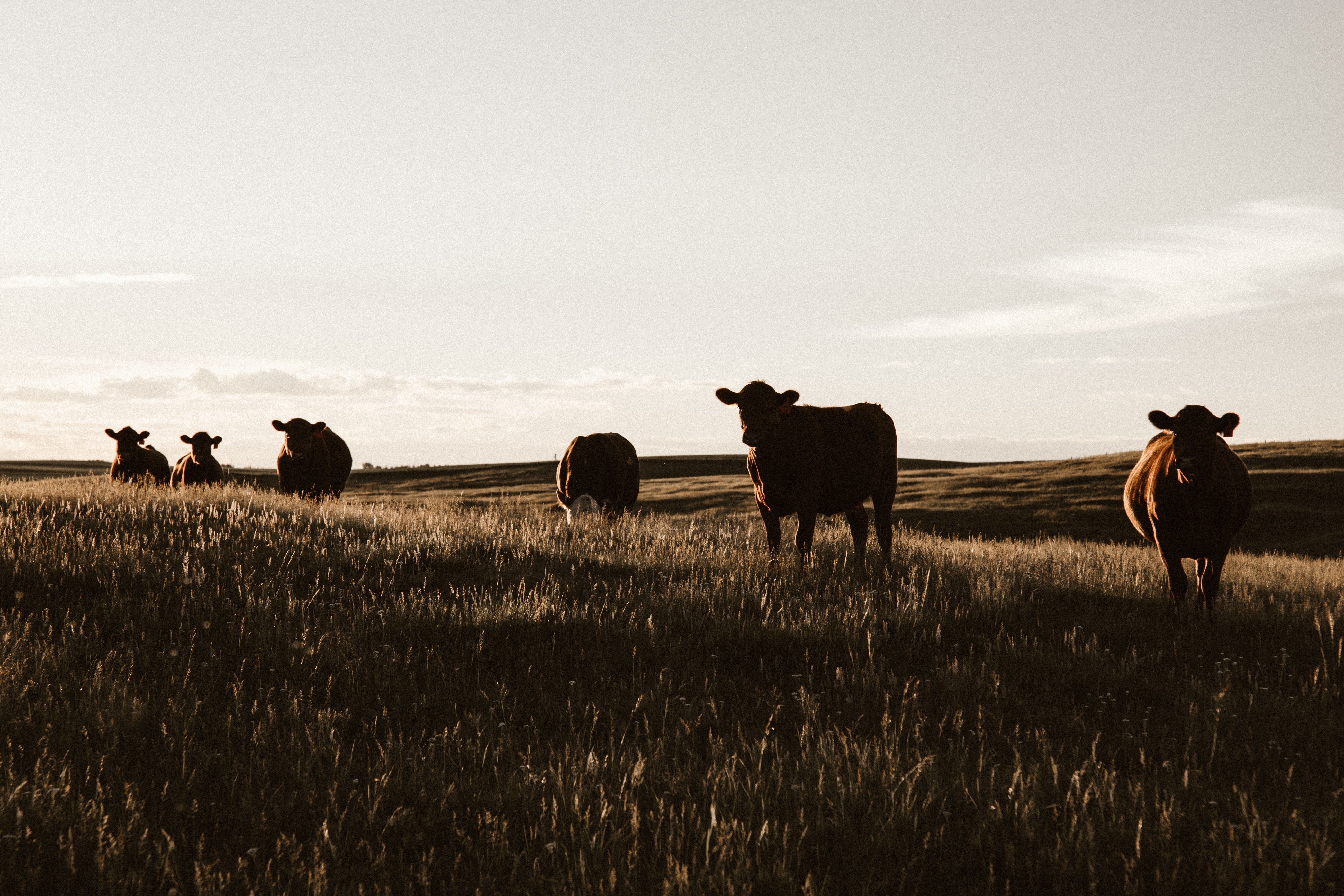 Grass Feeding - Why It Matters – Aiora